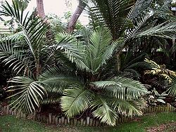 Raveneas - 'I don't get no respect' - Palmpedia - Palm Grower's Guide
