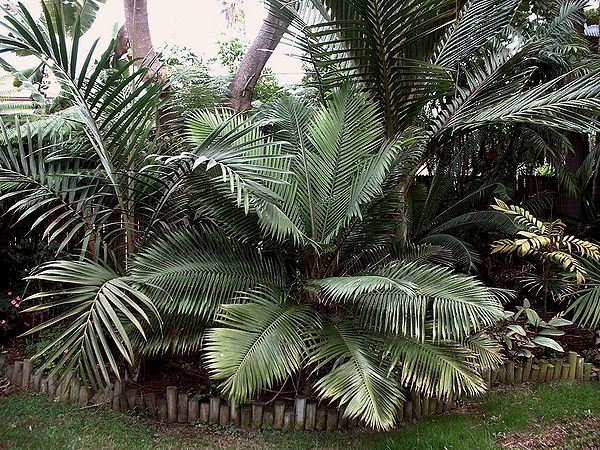 Ravenea hildebrandtii - Palmpedia - Palm Grower's Guide
