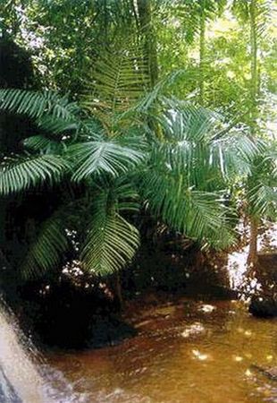 Dypsis rivularis - Palmpedia - Palm Grower's Guide