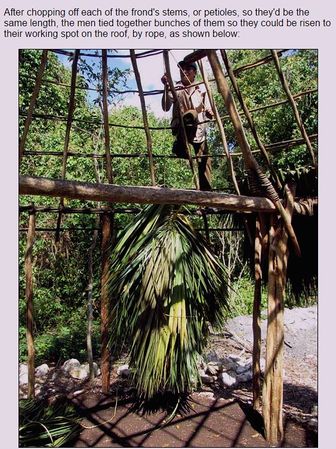 Sabal yapa - Palmpedia - Palm Grower's Guide