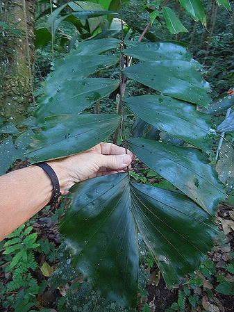 Balaka seemannii - Palmpedia - Palm Grower's Guide