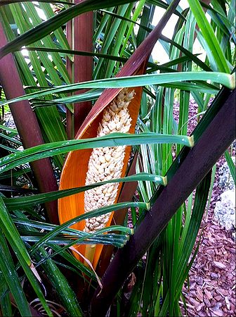 Attalea cohune - Palmpedia - Palm Grower's Guide