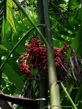 Areca concinna - Palmpedia - Palm Grower's Guide