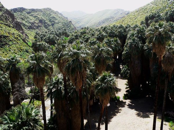 Washingtonia filibusta - Palmpedia - Palm Grower's Guide