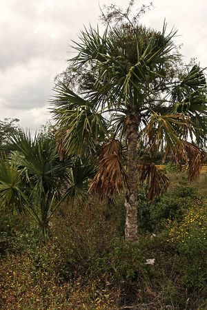 Sabal yapa - Palmpedia - Palm Grower's Guide