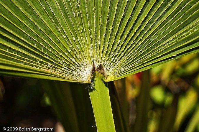 Trachycarpus latisectus - Palmpedia - Palm Grower's Guide