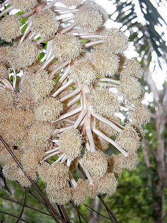 Phytelephas aequatorialis - Palmpedia - Palm Grower's Guide