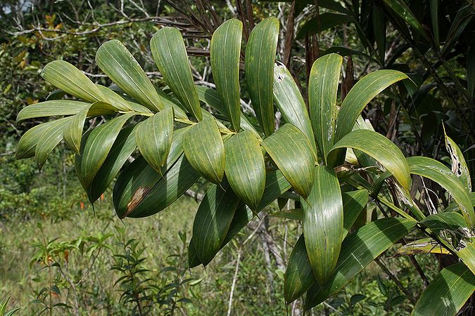 Bactris campestris - Palmpedia - Palm Grower's Guide