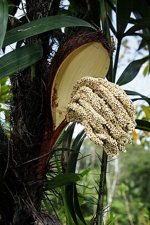 Bactris campestris - Palmpedia - Palm Grower's Guide