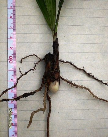 Acrocomia totai - Palmpedia - Palm Grower's Guide