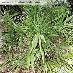 Guihaia grossifibrosa - Palmpedia - Palm Grower's Guide
