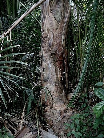 Metroxylon sagu - Palmpedia - Palm Grower's Guide