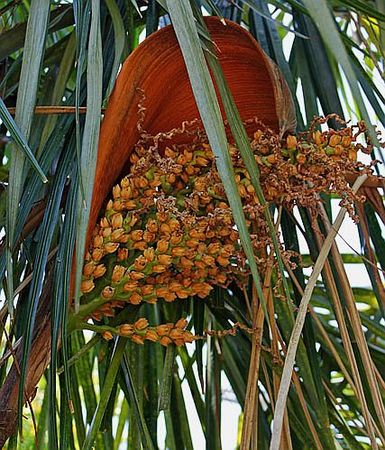 Syagrus picrophylla - Palmpedia - Palm Grower's Guide