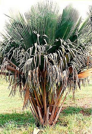 Copernicia gigas - Palmpedia - Palm Grower's Guide
