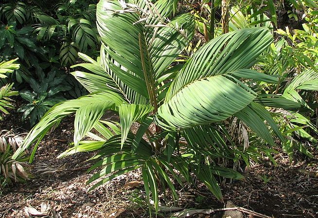 Loxococcus rupicola - Palmpedia - Palm Grower's Guide