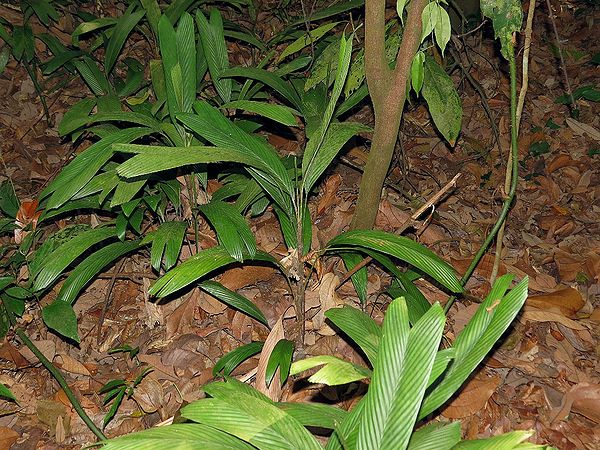 Pinanga simplicifrons - Palmpedia - Palm Grower's Guide