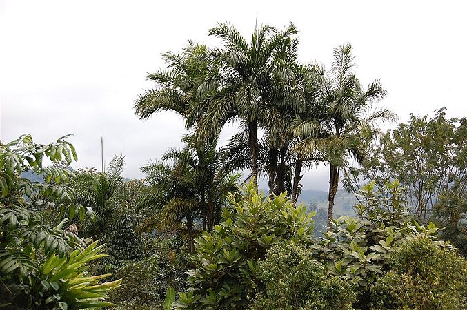 Bactris gasipaes - Palmpedia - Palm Grower's Guide