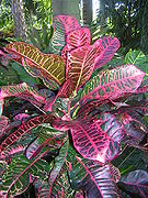 CROTON ONLINE REFERENCE - Palmpedia - Palm Grower's Guide
