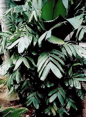 Pinanga riparia - Palmpedia - Palm Grower's Guide