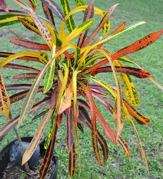 PLANTATION - Palmpedia - Palm Grower's Guide