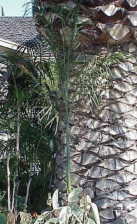 Chamaedorea plumosa - Palmpedia - Palm Grower's Guide