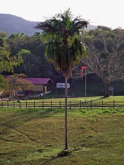 Sabal yapa - Palmpedia - Palm Grower's Guide