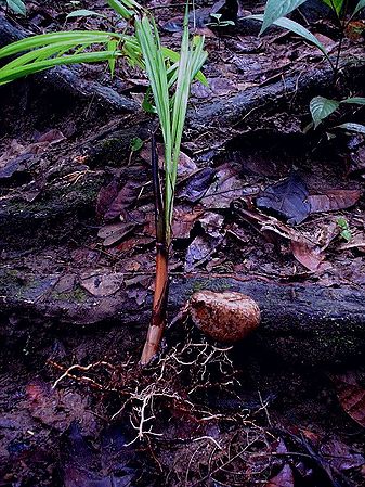 Phytelephas aequatorialis - Palmpedia - Palm Grower's Guide