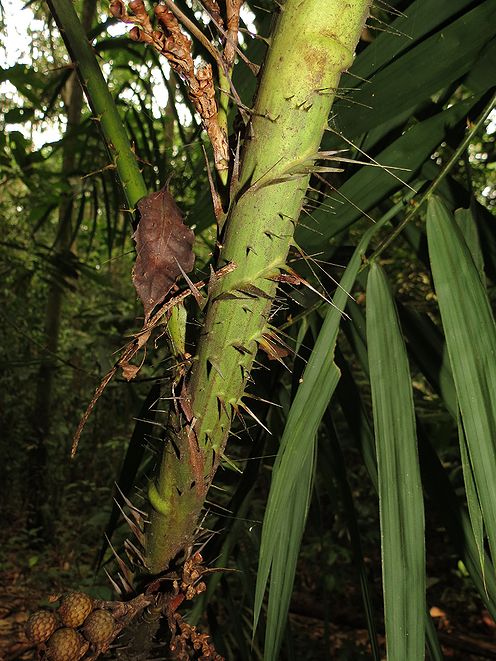 Daemonorops grandis - Palmpedia - Palm Grower's Guide