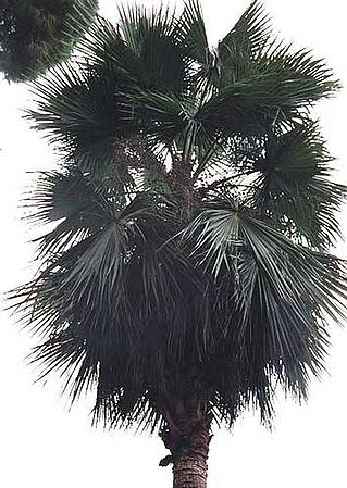Brahea brandegeei - Palmpedia - Palm Grower's Guide