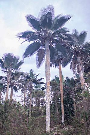 Copernicia fallaensis - Palmpedia - Palm Grower's Guide
