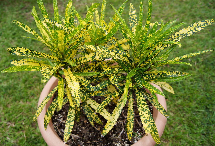 GOLDFINGER - Palmpedia - Palm Grower's Guide