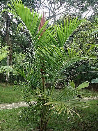 Metroxylon warburgii - Palmpedia - Palm Grower's Guide