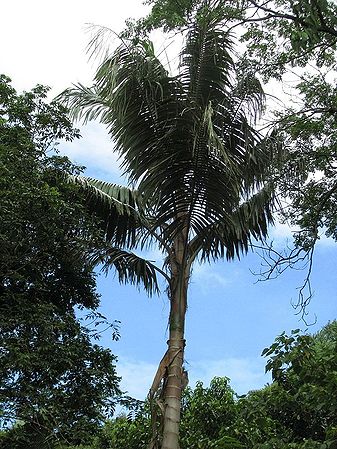 Orania sylvicola - Palmpedia - Palm Grower's Guide