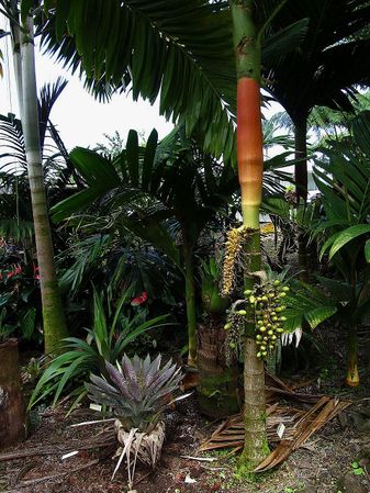 Areca macrocalyx var. 'Marie' - Palmpedia - Palm Grower's Guide