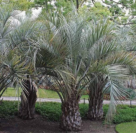 Butia yatay - Palmpedia - Palm Grower's Guide