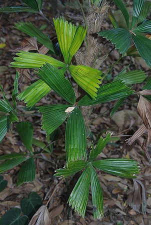 Licuala triphylla - Palmpedia - Palm Grower's Guide
