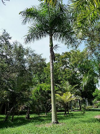 Roystonea altissima - Palmpedia - Palm Grower's Guide