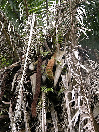 Phytelephas aequatorialis - Palmpedia - Palm Grower's Guide