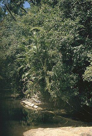 Calamus australis - Palmpedia - Palm Grower's Guide