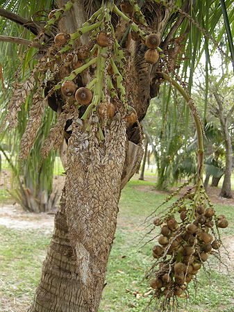 Syagrus cearensis x coronata - Palmpedia - Palm Grower's Guide