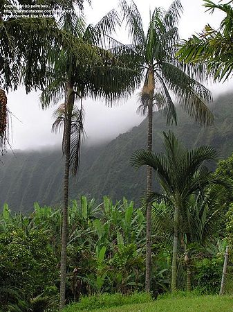 Hydriastele costata - Palmpedia - Palm Grower's Guide