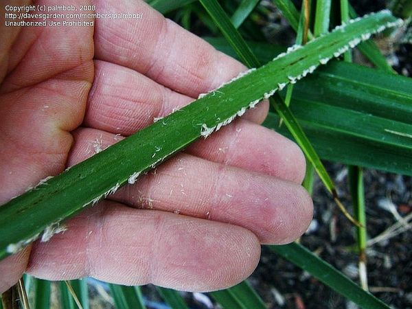 Trachycarpus martianus - Palmpedia - Palm Grower's Guide