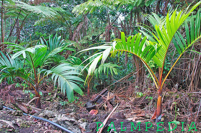 Bentinckia condapanna - Palmpedia - Palm Grower's Guide