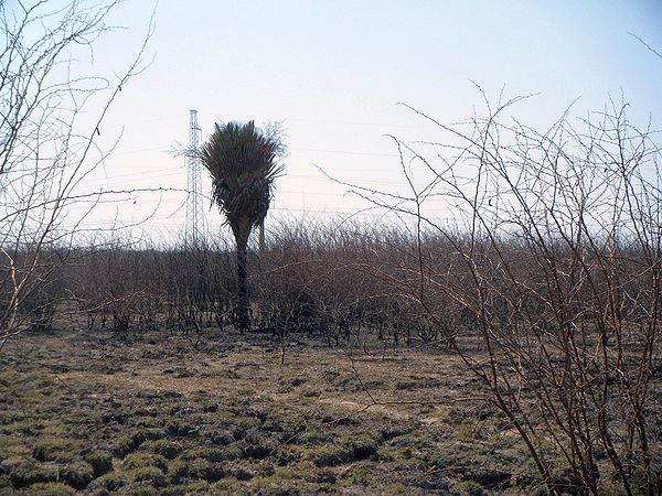 Copernicia rigida - Palmpedia - Palm Grower's Guide