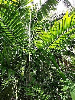 Chrysalidocarpus pembana - Palmpedia - Palm Grower's Guide