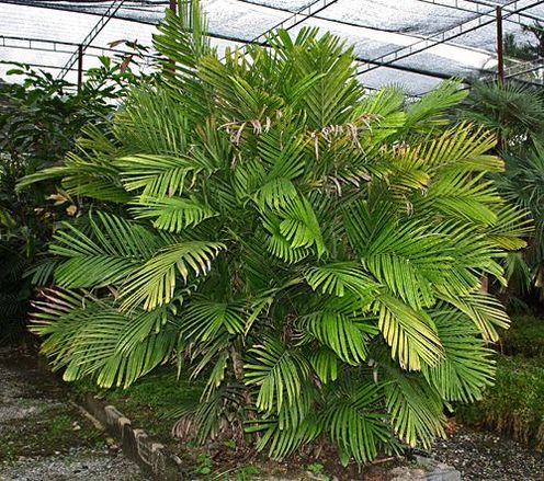 Nenga banaensis - Palmpedia - Palm Grower's Guide