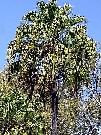 Livistona nitida - Palmpedia - Palm Grower's Guide