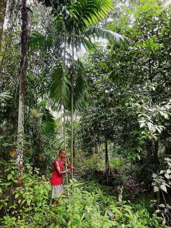 Areca concinna - Palmpedia - Palm Grower's Guide