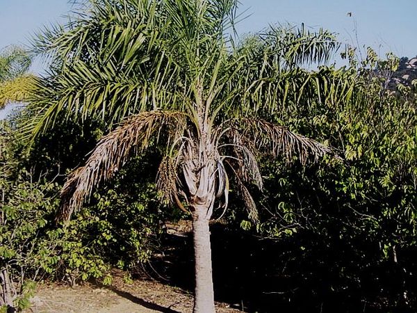 Syagrus oleracea - Palmpedia - Palm Grower's Guide