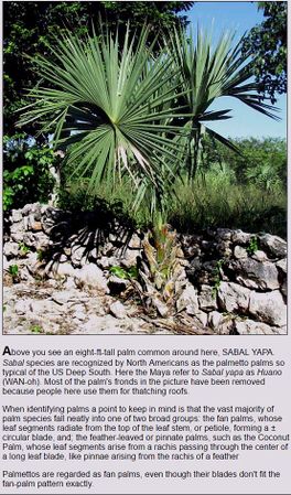 Sabal yapa - Palmpedia - Palm Grower's Guide